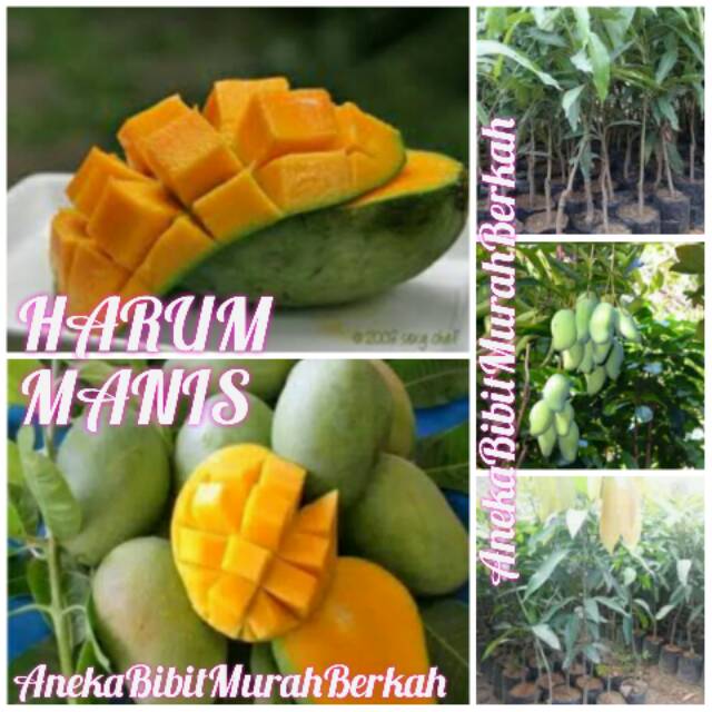 Jual Bibit Mangga Harum Manis | Shopee Indonesia Jual Bibit Mangga Harum Manis | Shopee Indonesia