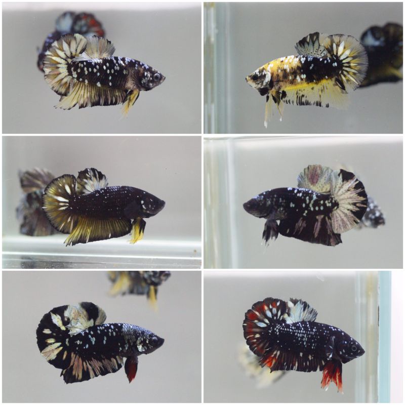 Jual Avatar cooper pasir/ Avatar cooper kuncop/ yellow cooper | Shopee ...