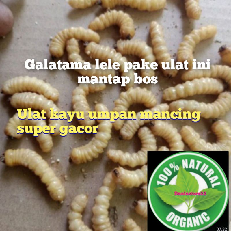 Jual uter ulat kayu 10 ekor bonus 3 ekor umpan nancing | Shopee Indonesia