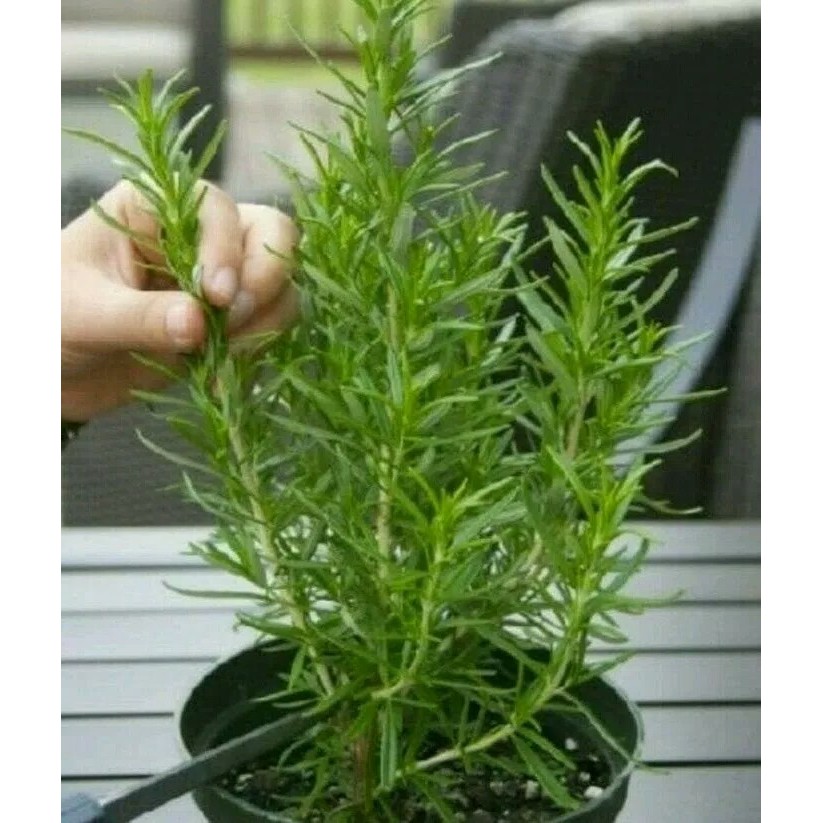 Jual tanaman hias rose meri atau ros meri | Shopee Indonesia