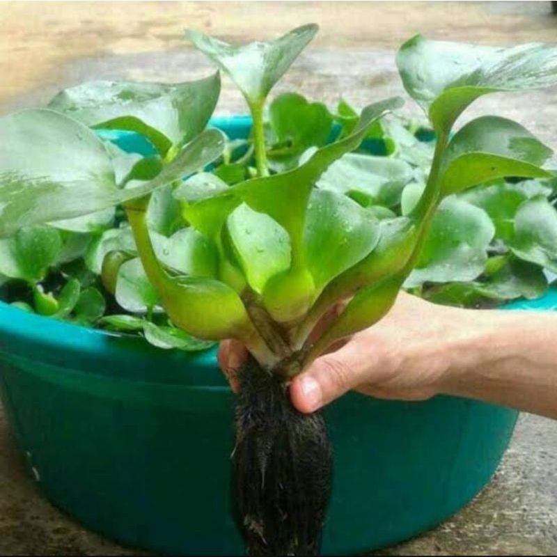 Jual Tanaman Eceng Gondok untuk Kolam Hias | Shopee Indonesia