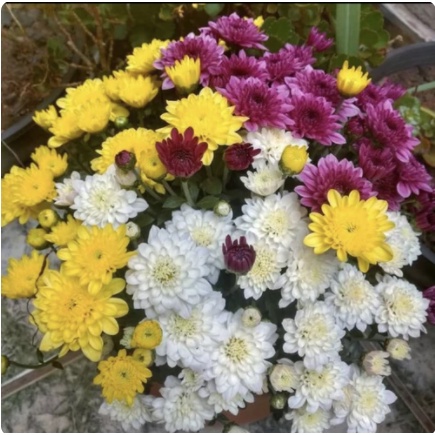 Jual TANAMAN HIAS BUNGA KRISAN / rimbun plus pot // bebas pilih warna ...