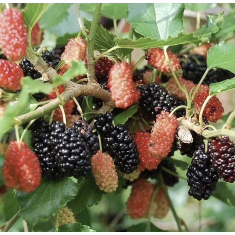 Jual tanaman buah murbei / pohon mulberry /tanaman black bary | Shopee Indonesia