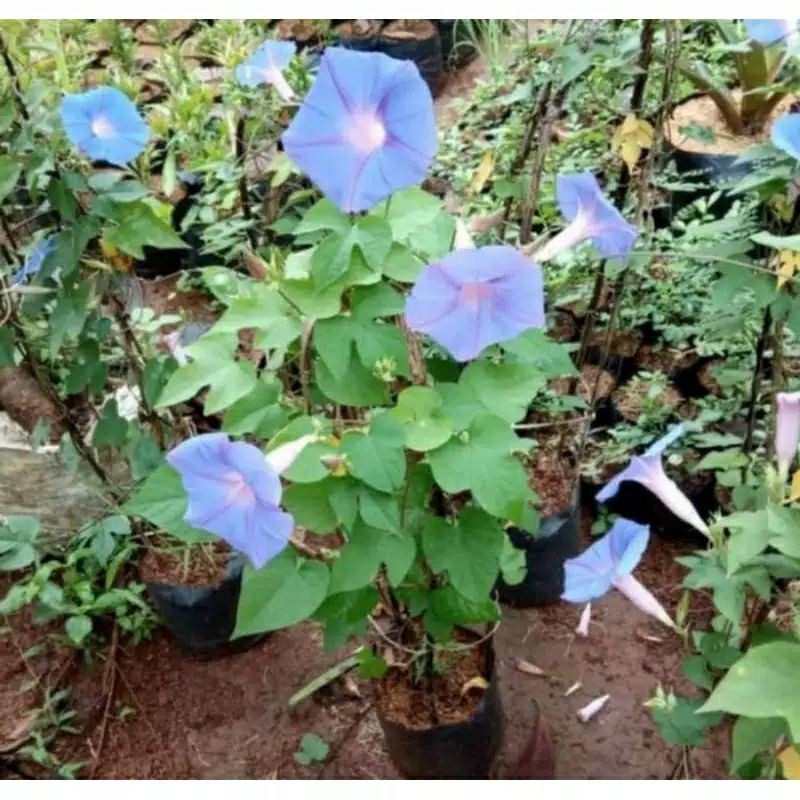 Jual tanaman hias morning glory - tanaman rambat murah | Shopee Indonesia