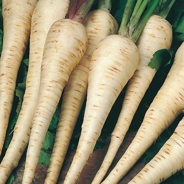 Jual Benih Biji Sayuran Lobak - Parsnip The Student | Shopee Indonesia