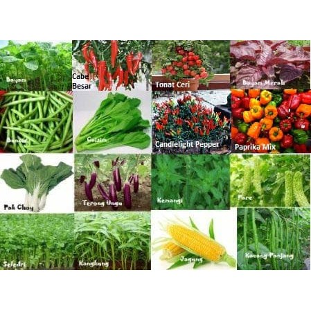 Jual Paket benih sayur 22 jenis murah meriah dan berkualitas | Shopee ...