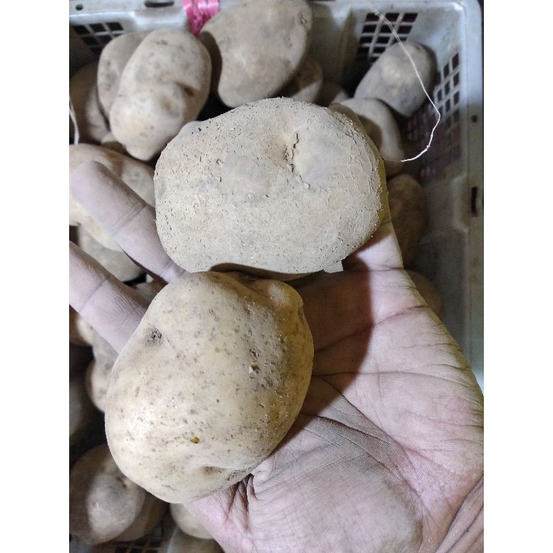 Jual Kentang dieng kuning/kentang siomay 500 gram | Shopee Indonesia
