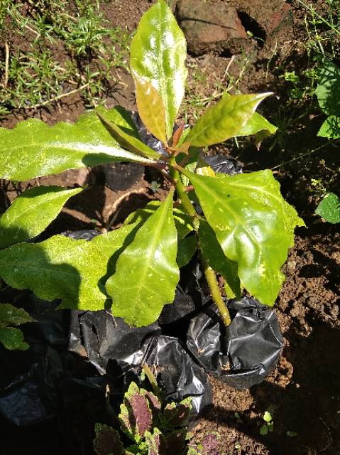 Ini Dia! 16+ Tanaman Bunga Jarum Tujuh Bilah Kekinian - Informasi ...