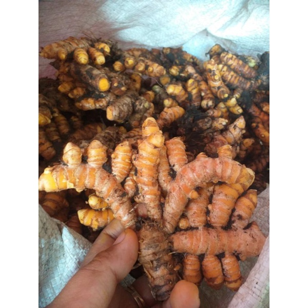 Jual KUNYIT SEGAR 1KG KUNYIT SUPER KUNIR SEGAR | Shopee Indonesia