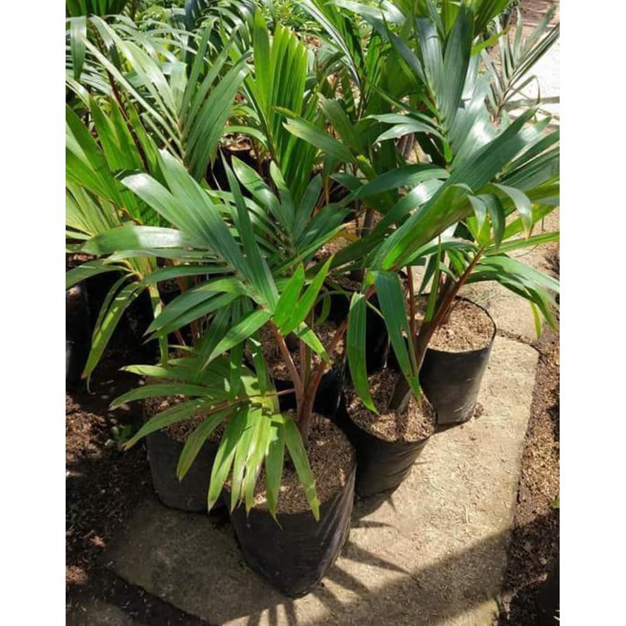 Jual 3 Bibit Tanaman Pohon Palem Botol $_$ | Shopee Indonesia