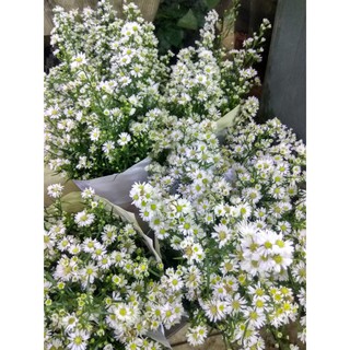 Jual Bunga Pikok / Peacock Putih Asli Fresh Segar Cocok untuk hiasan ...