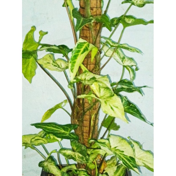 Jual Syngonium Three Kings/syngonium triking/syngonium three King ...