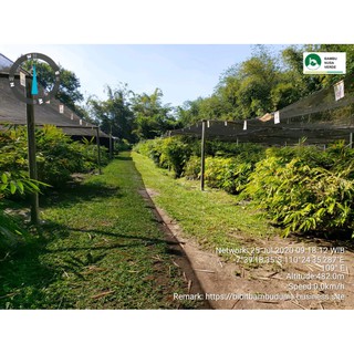 Jual Bibit bambu apus / bambu tali / Gigantochloa apus / bambu kultur ...