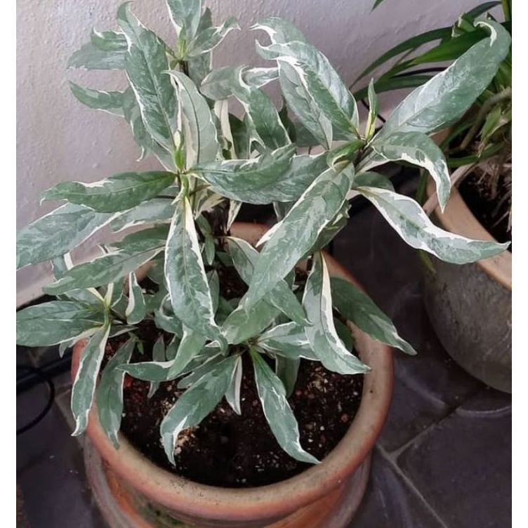 Jual Pohon gandarusa putih / tanaman hias herbal gandarusa / pohon ...