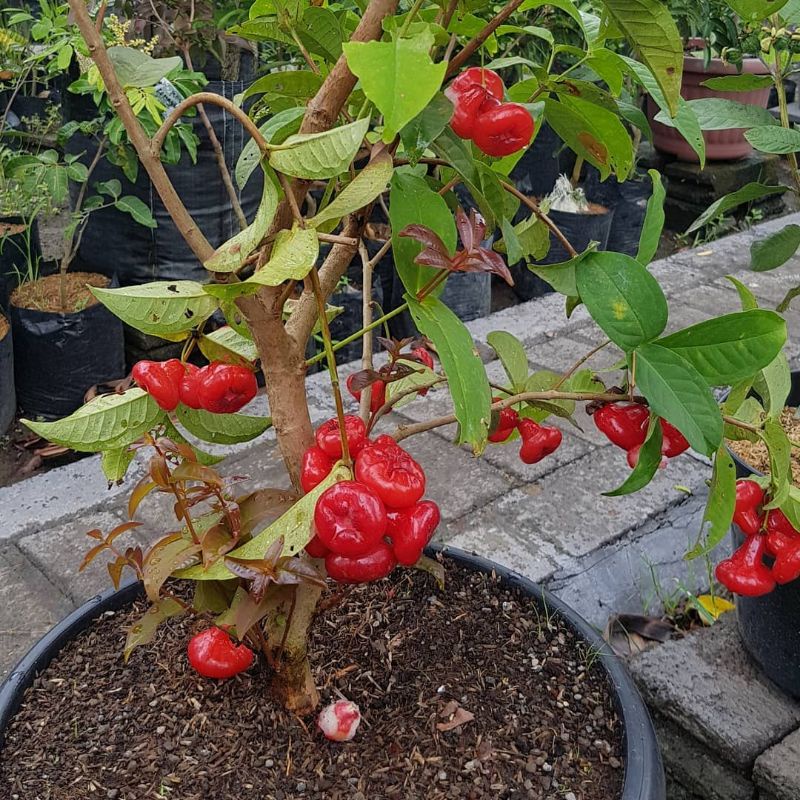 Jual bibit jambu air kancing unik super manis (ORIGINAL) Indonesia ...