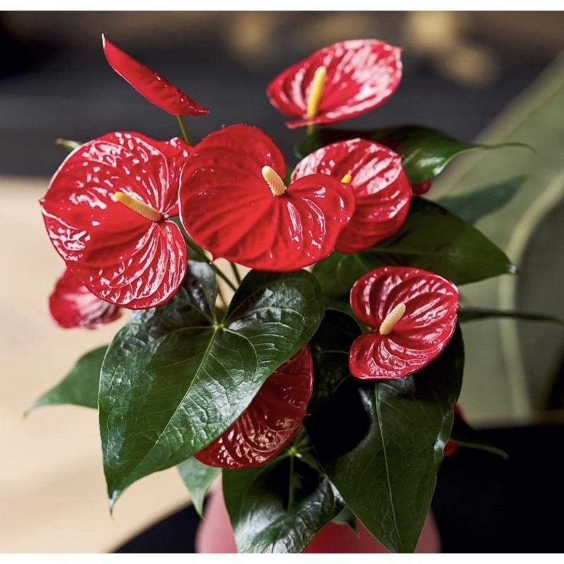 Jual Tanaman hidup anthurium mickeymouse maroon-bunga hidup-tanaman ...