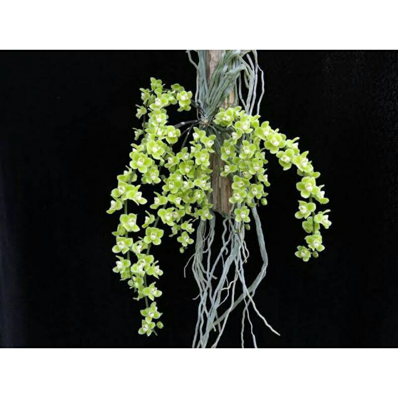 Jual Tanaman Hias Anggrek Cymbidium Bunga Hantu Tanaman Hidup bibit ...