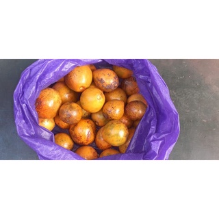 Jual Buah campoleh atau campolay atau ini buah Alkesah matang per 1 kg ...