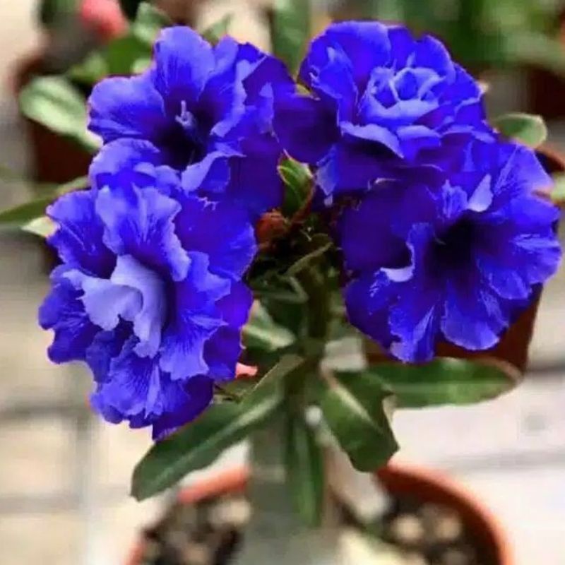 Jual adenium blue ready asli grafting kambojaa jepang | Shopee Indonesia