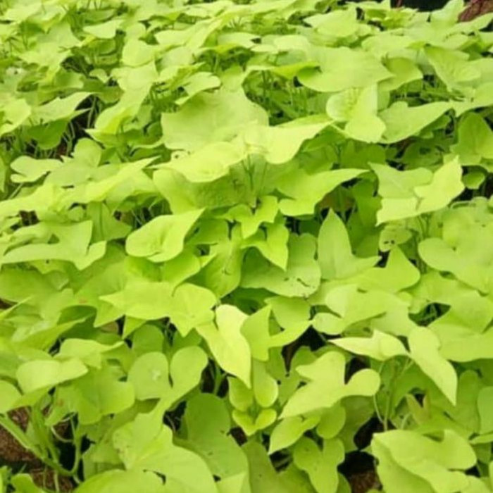 Jual Pohon hias ubi kuning/tanaman menjalar ubi kuning | Shopee Indonesia