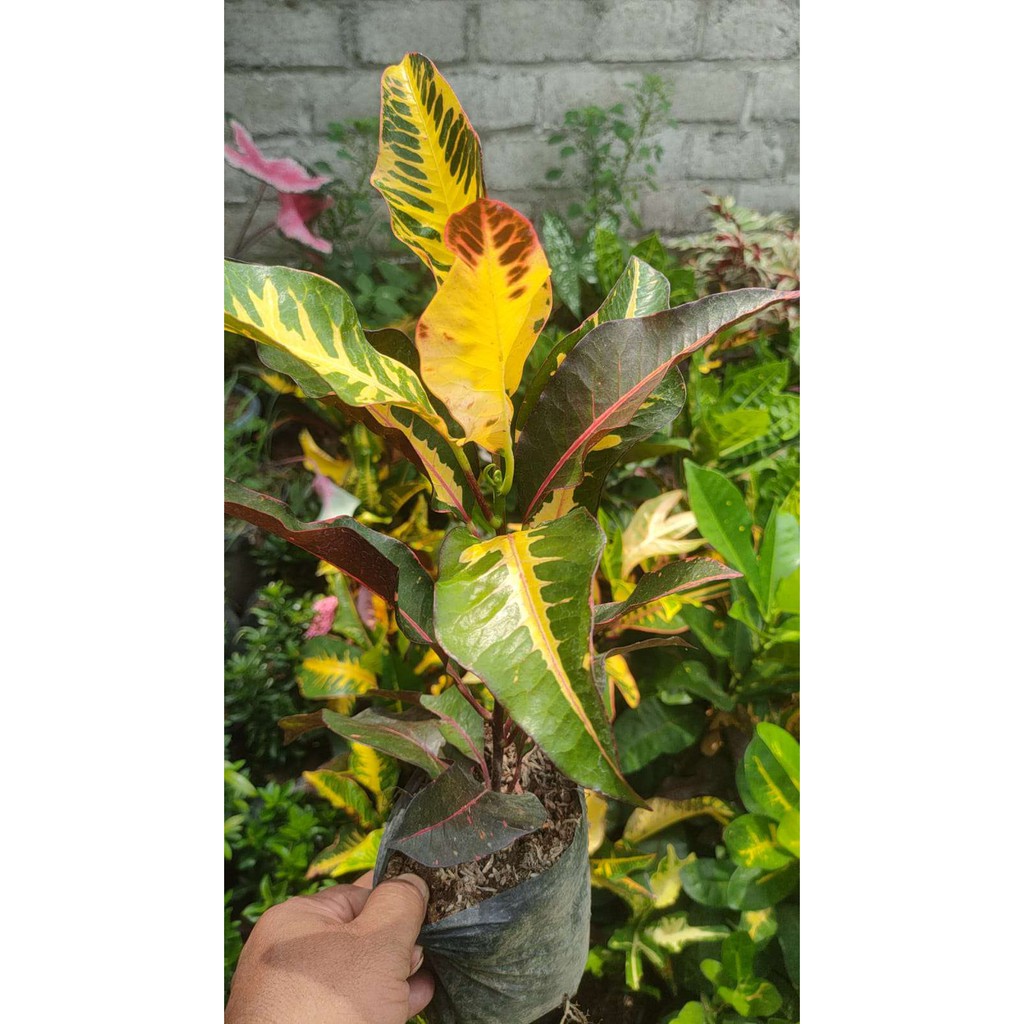 Jual tanaman bunga puring bali murah tanaman cantik | Shopee Indonesia