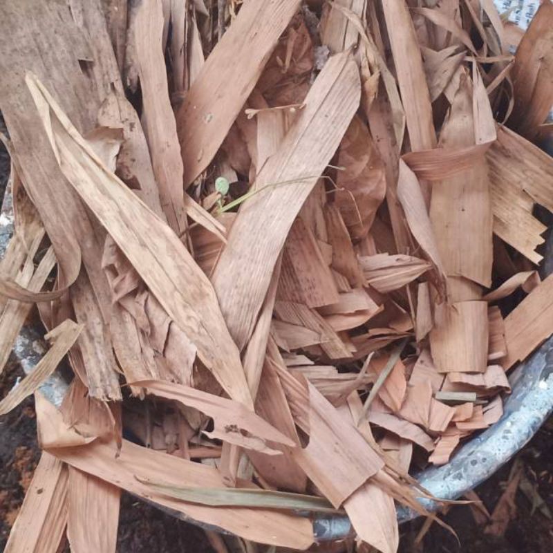Jual Daun bambu kering 500 gram | Shopee Indonesia