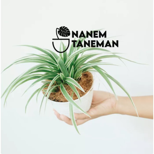 Jual Nanem Taneman - Lily Paris Umbi - Tanaman Cantik untuk di meja ...