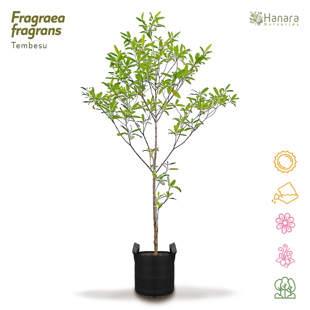Jual Fragraea fragrans - Tembesu - pohon instan/ instant tree | Shopee ...