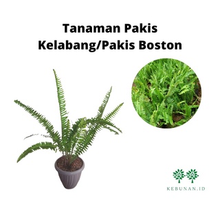 Jual Tanaman Pakis Kelabang/Pakis Boston/Tanaman Pembersih Udara ...