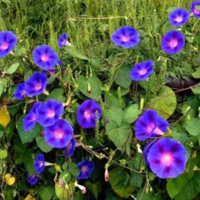 Jual Tanaman hias morning glory tanaman rambat/bibit tanaman rambat ...
