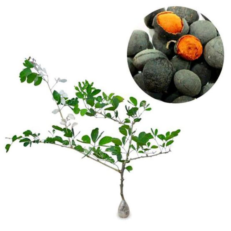 Jual Bibit Tanaman Asam Keranji atau Black Tamarind | Shopee Indonesia