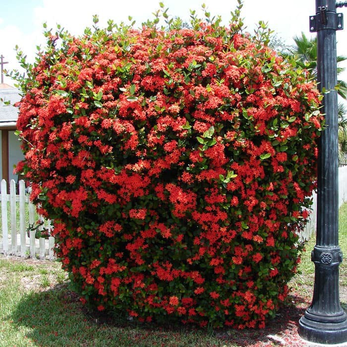 Jual Tanaman hias asoka soka bunga merah - ixora coccinea red | Jenis ...