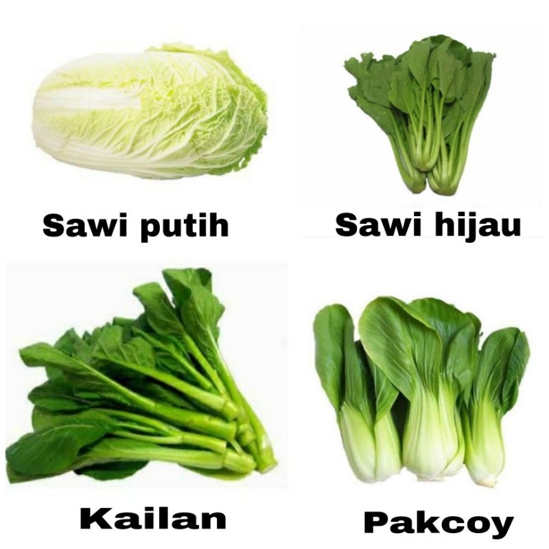 Jual [Sayur Segar Semarang] sawi putih / sawi hijau / Kailan /Pakcoy ...
