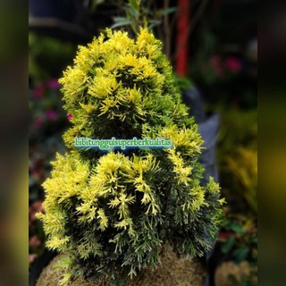 Jual Tanaman Cemara Hias Rend gold Dalam pot | Shopee Indonesia