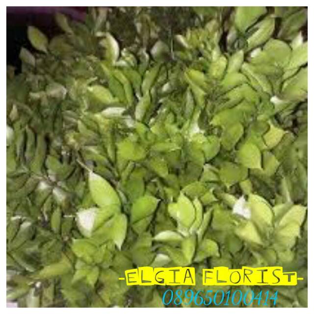 Jual Daun Ruskus Ruscus Bunga Segar Asli | Shopee Indonesia