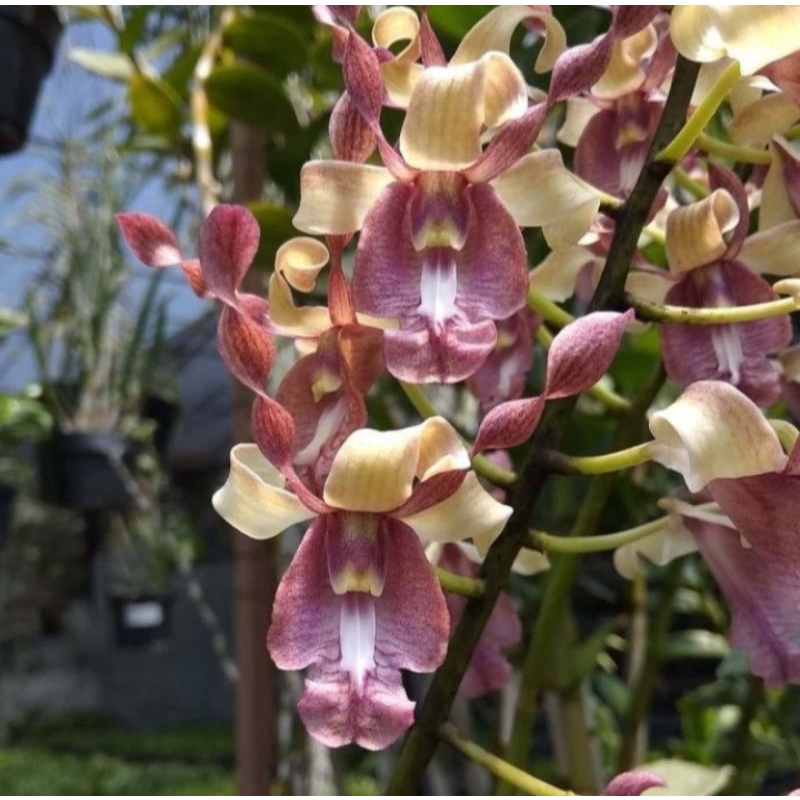 Jual Pohon Bunga Anggrek Dendrobium Keriting Pink Lips Dewasa Siap ...