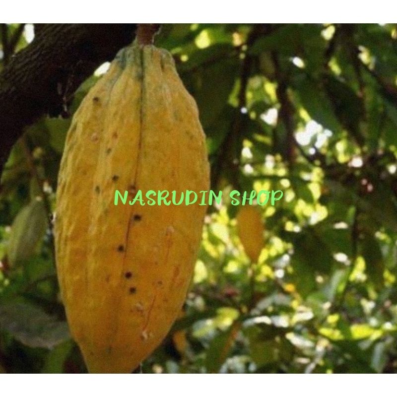 Jual BUAH COKLAT 1KG KUNING MATANG SEGAR / BUAH KAKAO MATANG GROSIR ...