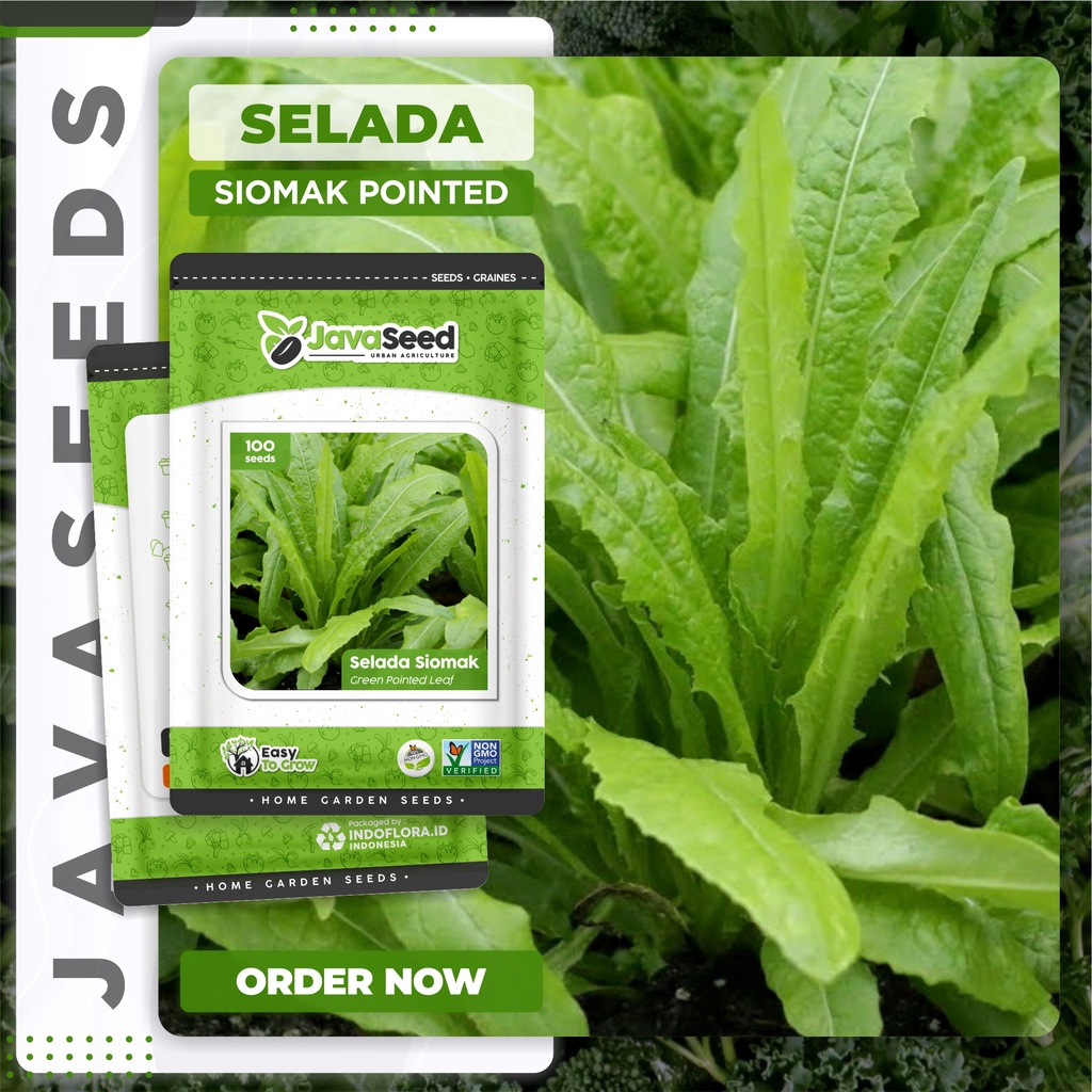 Jual Benih Selada Wangi Siomak Point Leaf Green Fumak 100 Benih ...