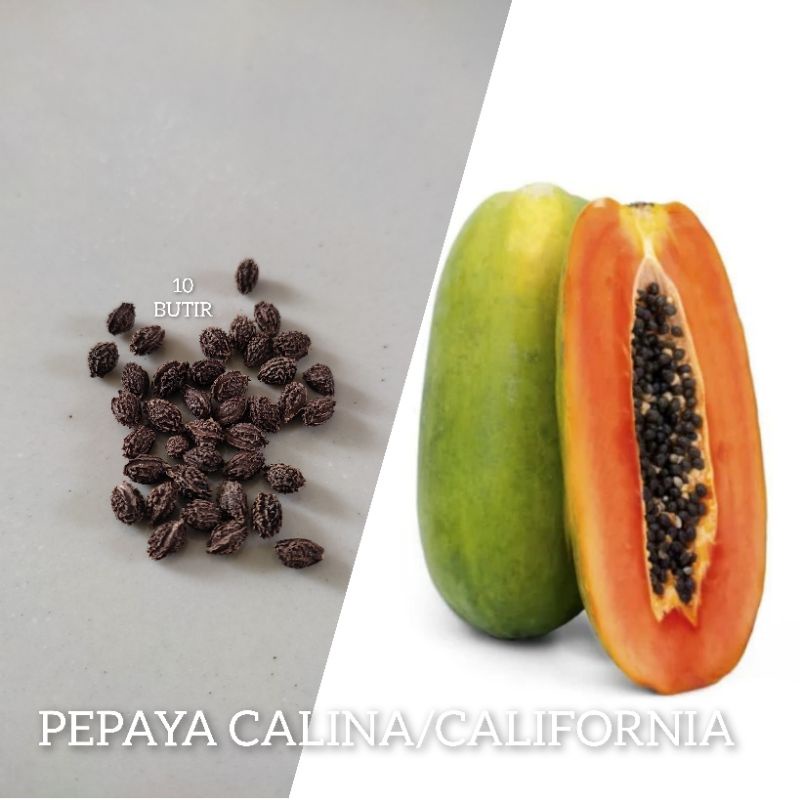 Jual 10 BUTIR BIJI/BENIH PEPAYA CALINA (CALIFORNIA) | Shopee Indonesia