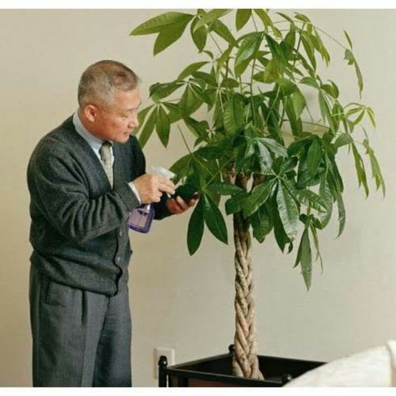 Jual tanaman unik pohon pacira ( COD ) Indonesia|Shopee Indonesia