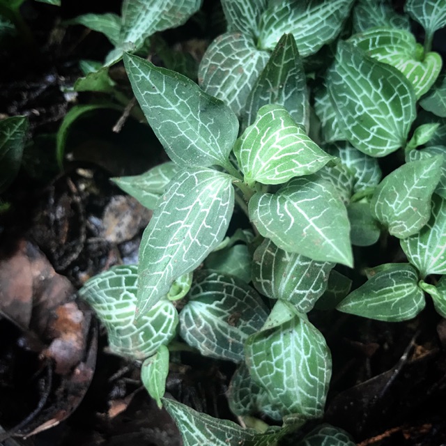 Jual Anggrek Goodyera reticulata anggrek jawel orchid | Shopee Indonesia