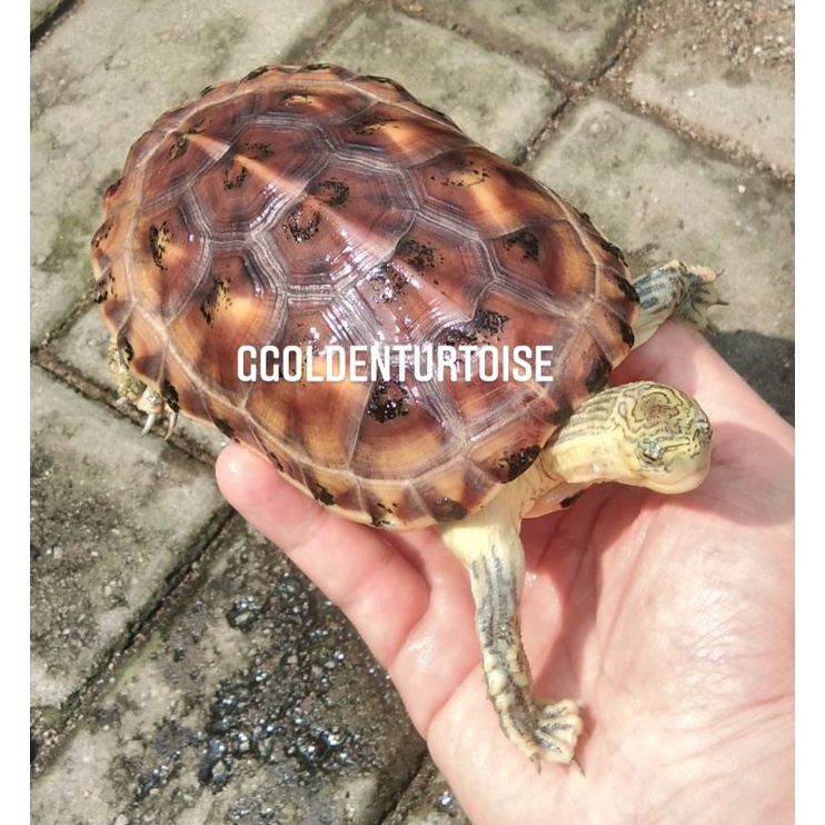 Harga Ocadia Terbaru Mei 2023 |BigGo Indonesia