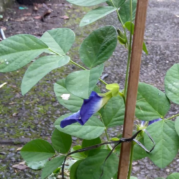 Jual #_# Bibit Tanaman Bunga Teleng - Pohon Kembang Telang - Tanaman ...