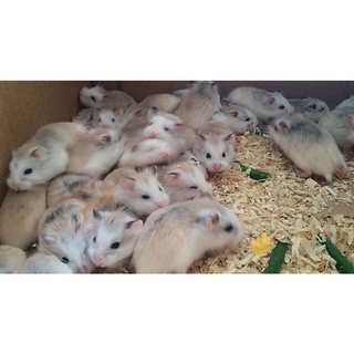 Jual Hamster Roborovski White Face / Husky (FREE PACKING) | Shopee ...