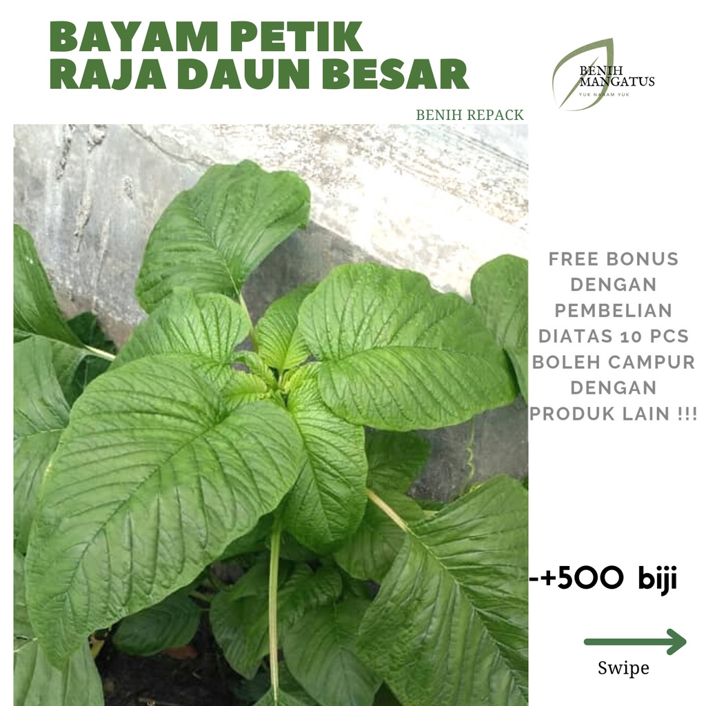 Jual D_09 Benih bayam petik RAJA daun besar -+500 biji bibit Tanaman ...