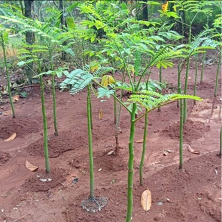 Jual tanaman solobium pakis brazil schizolobium parahybai tinggi 1 ...