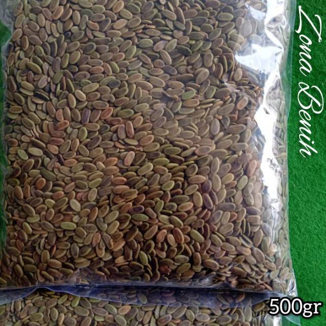 Jual Isi 500 Gram Bibit SENGON SOLOMON - Benih Sengon SOLOMON / Sengon ... Jual Isi 500 Gram Bibit SENGON SOLOMON - Benih Sengon SOLOMON / Sengon ...