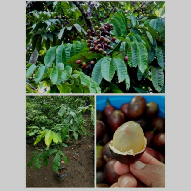 Jual Bibit buah matoa khas papua | Shopee Indonesia