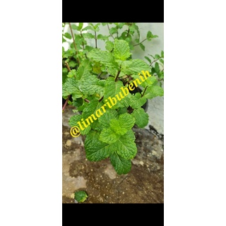 Jual Pohon Mint/Daun Mint | Shopee Indonesia
