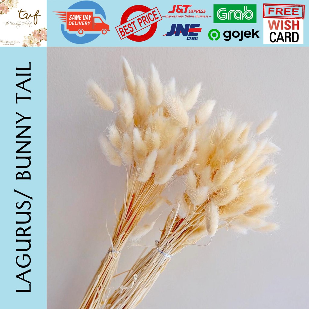 Jual Lagurus Bunny Tail Dried Flower Bunga Kering Dry Flower Preserved ...